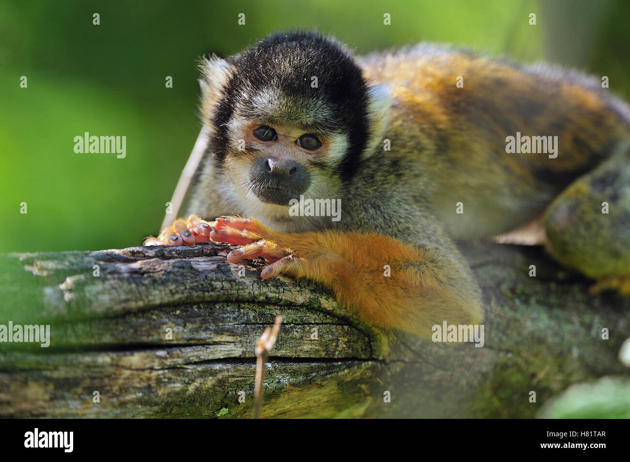 Bolivian Squirrel Monkey (Saimiri boliviensis) female, native to Peru ...