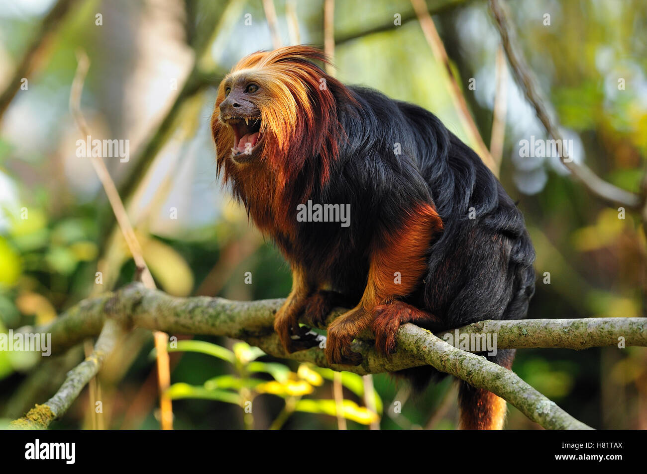 Golden-headed Lion Tamarin (Leontopithecus chrysomelas) calling, native ...