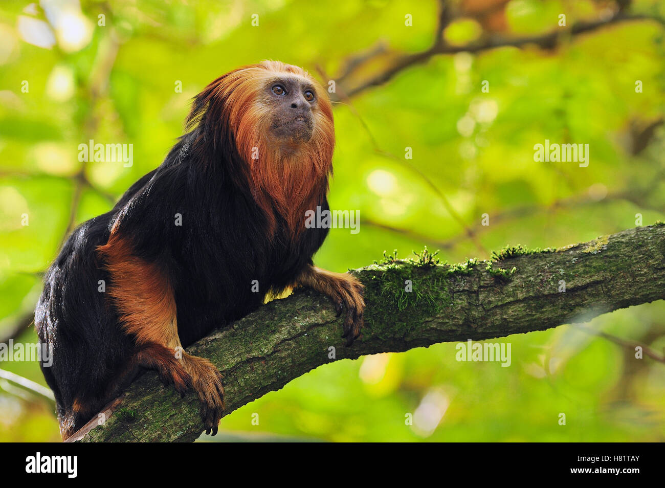 Golden-headed Lion Tamarin (Leontopithecus chrysomelas) in tree, native ...