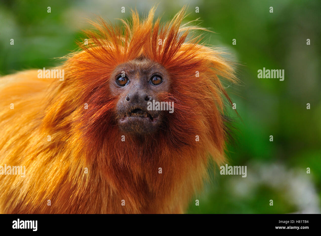 Golden Lion Tamarin (Leontopithecus rosalia), native to Brazil Stock ...