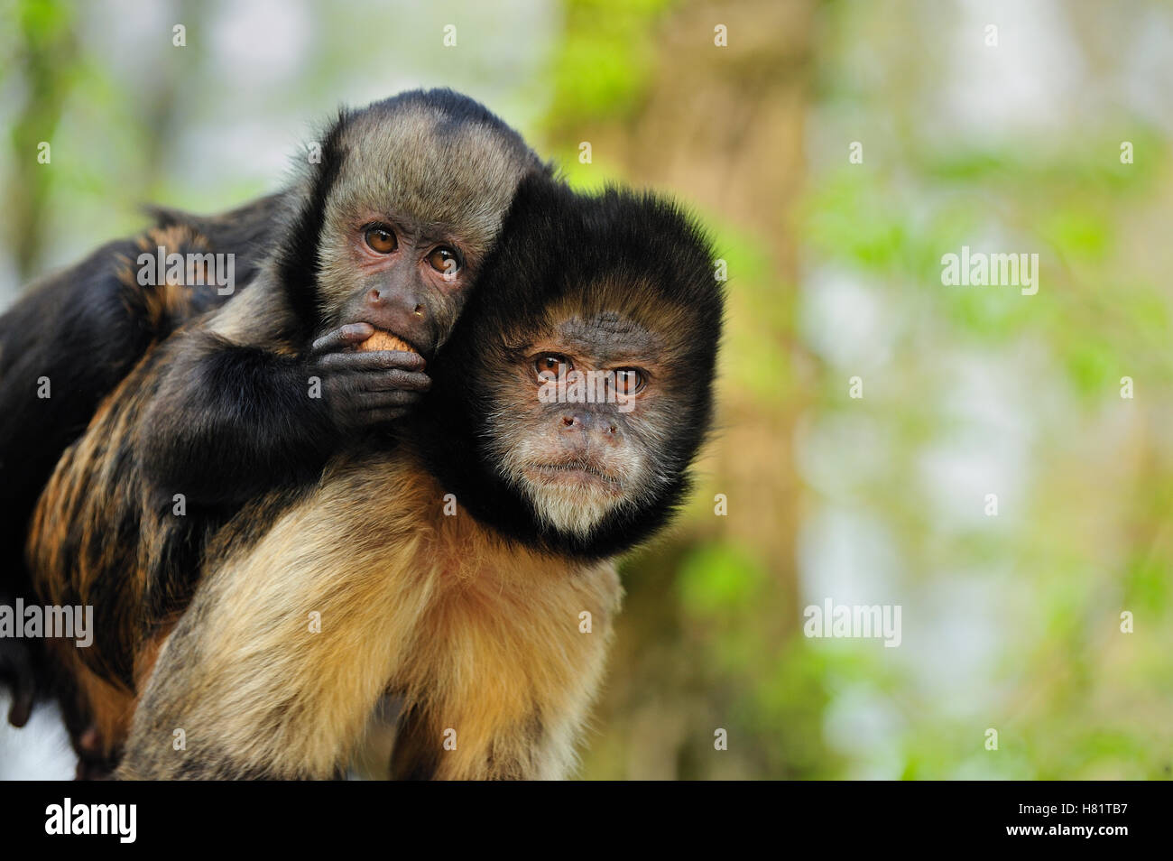 Yellow-breasted Capuchin (Cebus xanthosternos) mother with young ...