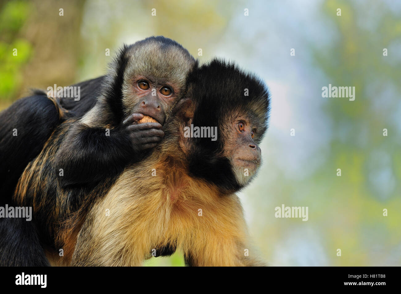 Yellow-breasted Capuchin (Cebus xanthosternos) mother with young ...