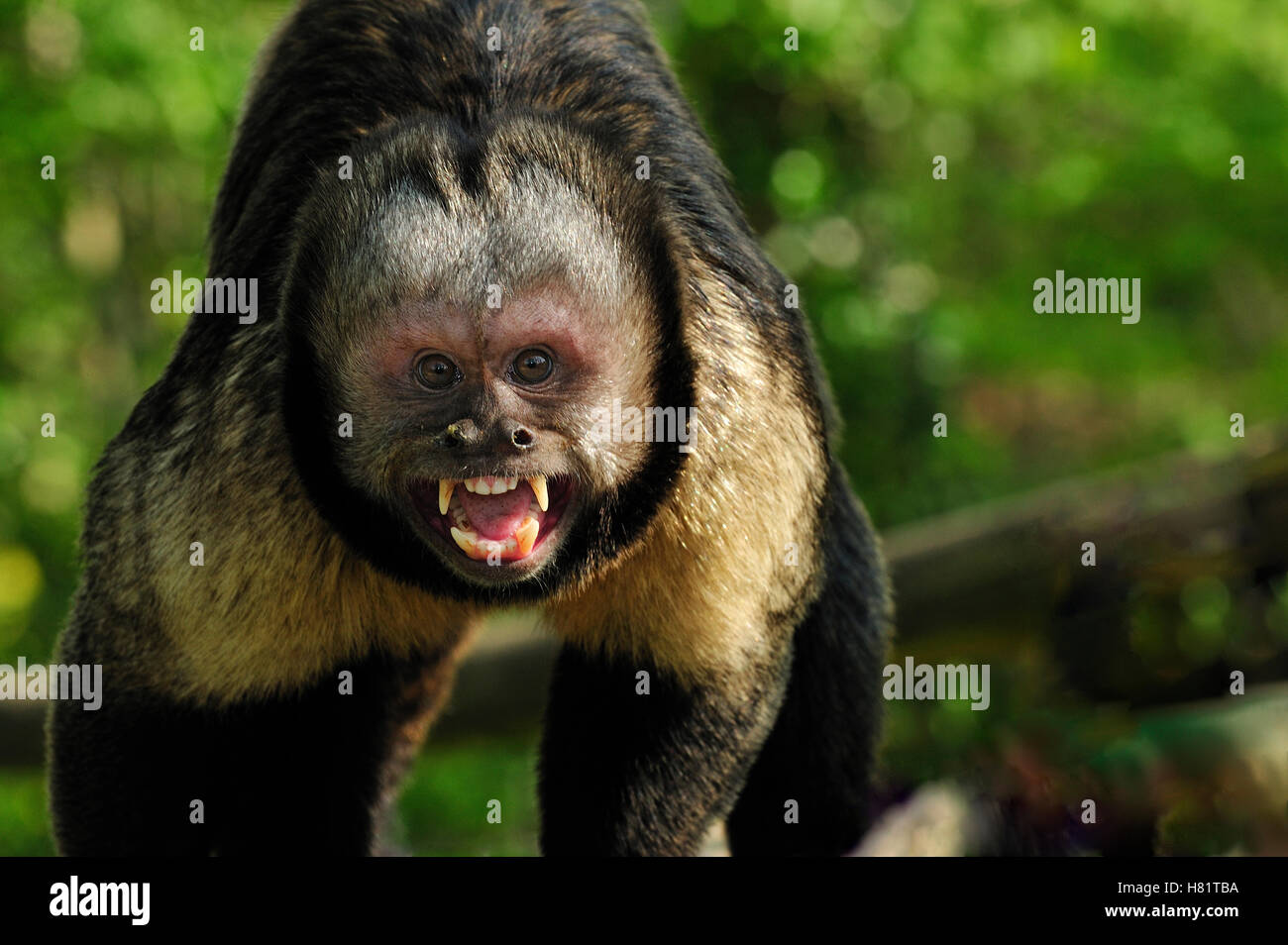 Yellow-breasted Capuchin (Cebus xanthosternos) male displaying, native ...