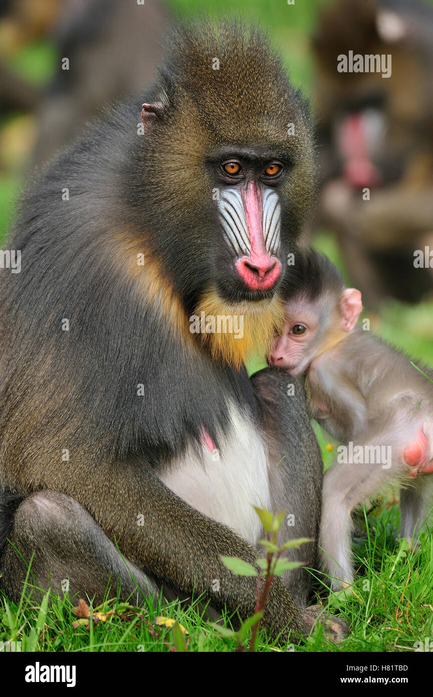 Mandrill (Mandrillus sphinx) mother with young, native to Gabon Stock ...