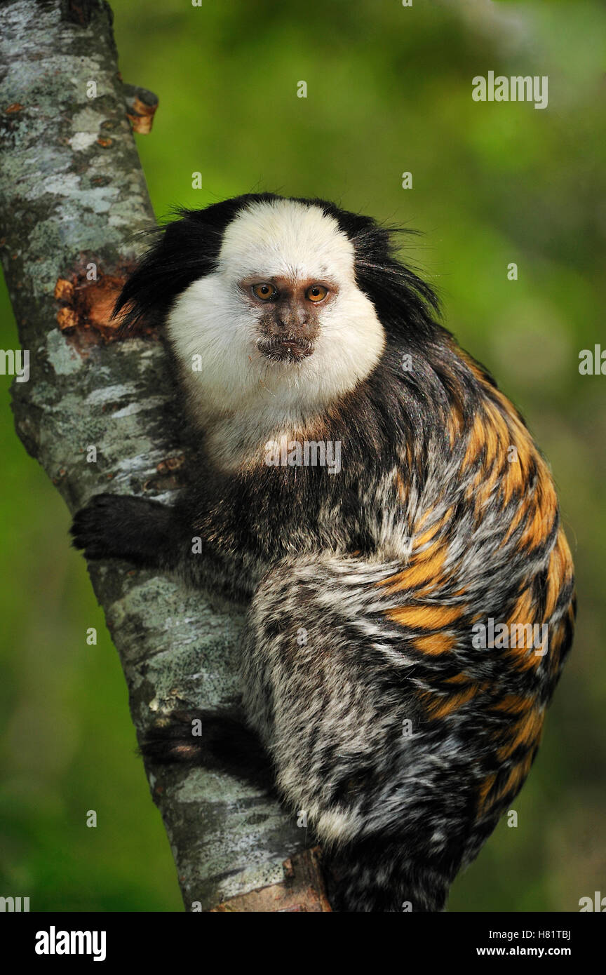Geoffroy's Marmoset (Callithrix geoffroyi), native to Brazil Stock ...