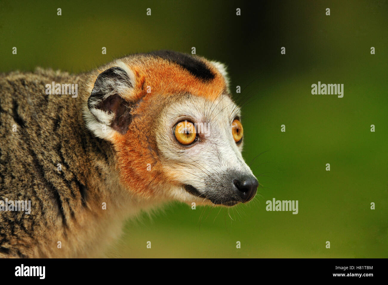 Crowned Lemur (Eulemur coronatus) male, native to Madagascar Stock ...