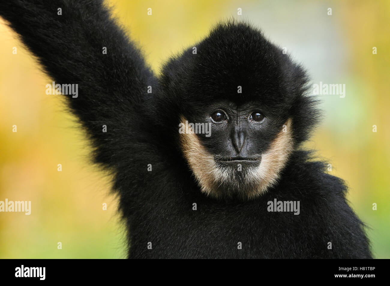 White-handed Gibbon (Hylobates lar) male, native to Vietnam Stock Photo ...