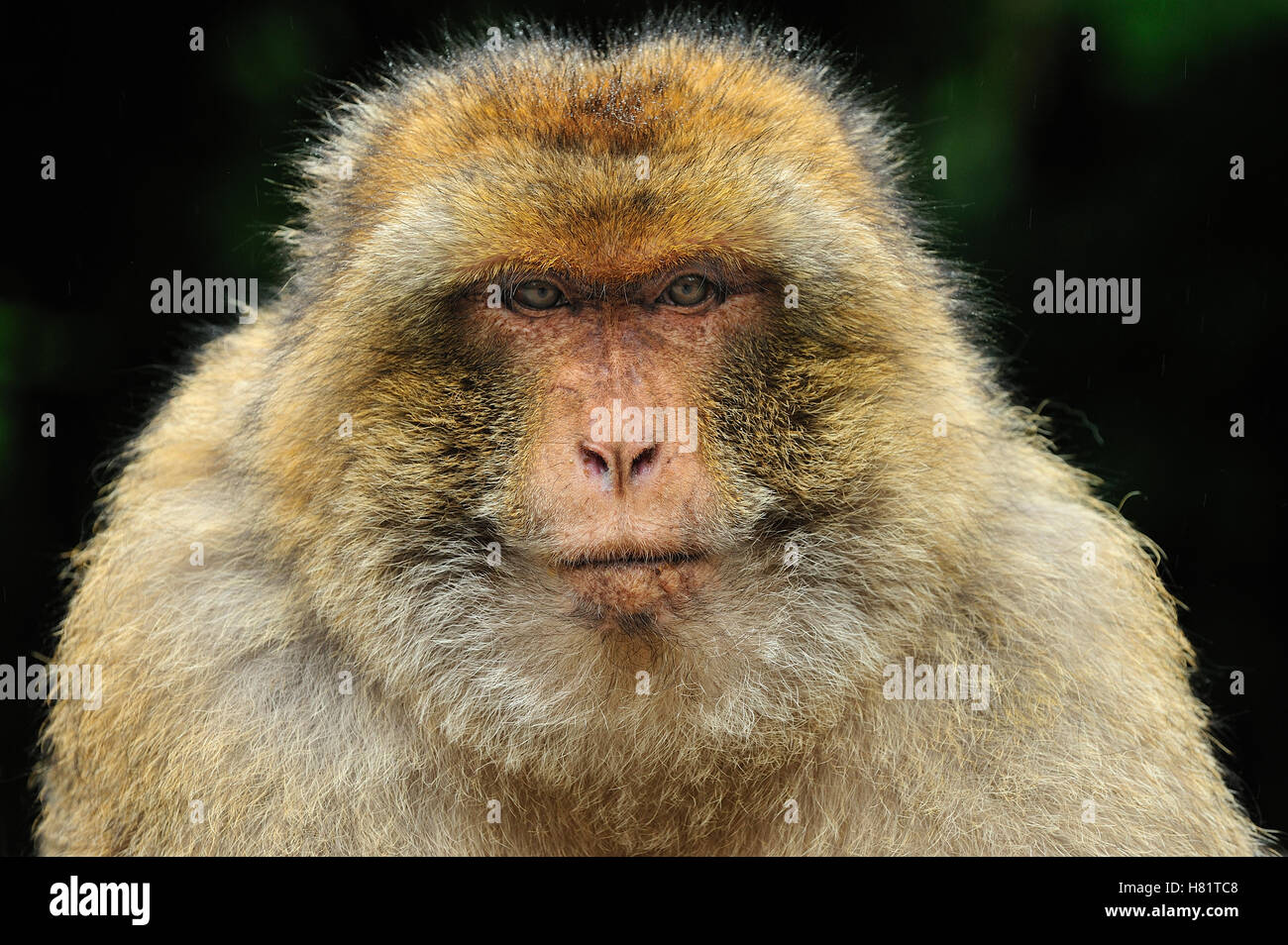 Barbary Macaque (Macaca sylvanus) male, native to northern Africa Stock ...