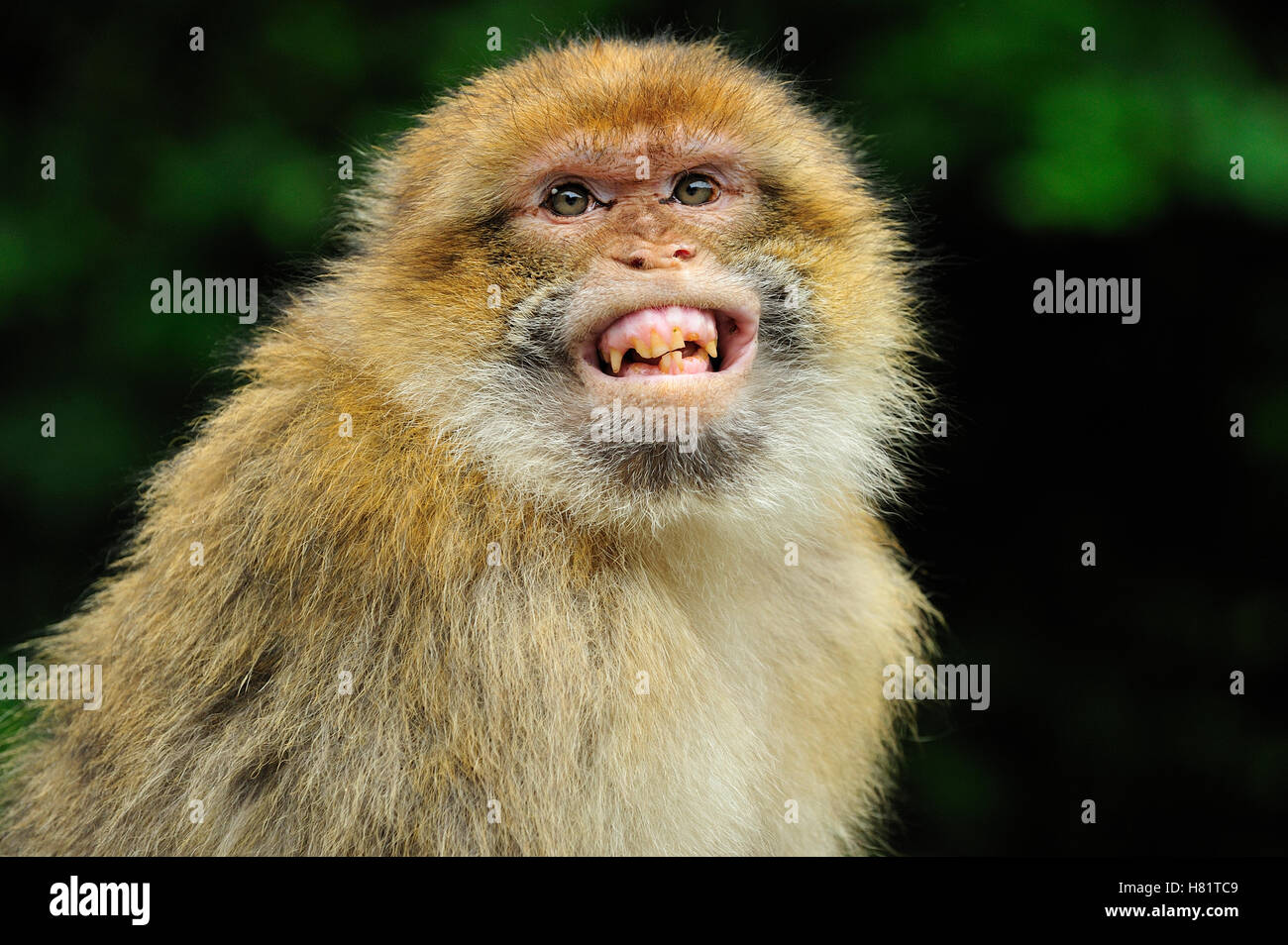 Barbary Macaque (Macaca sylvanus) female in defensive posture, native ...