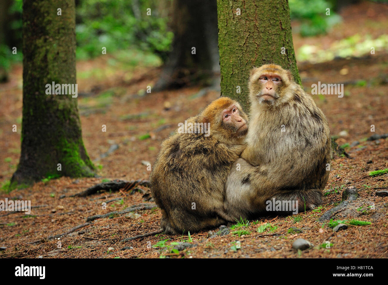 Barbary Macaque (Macaca sylvanus) pair, native to northern Africa Stock Photo - Alamy