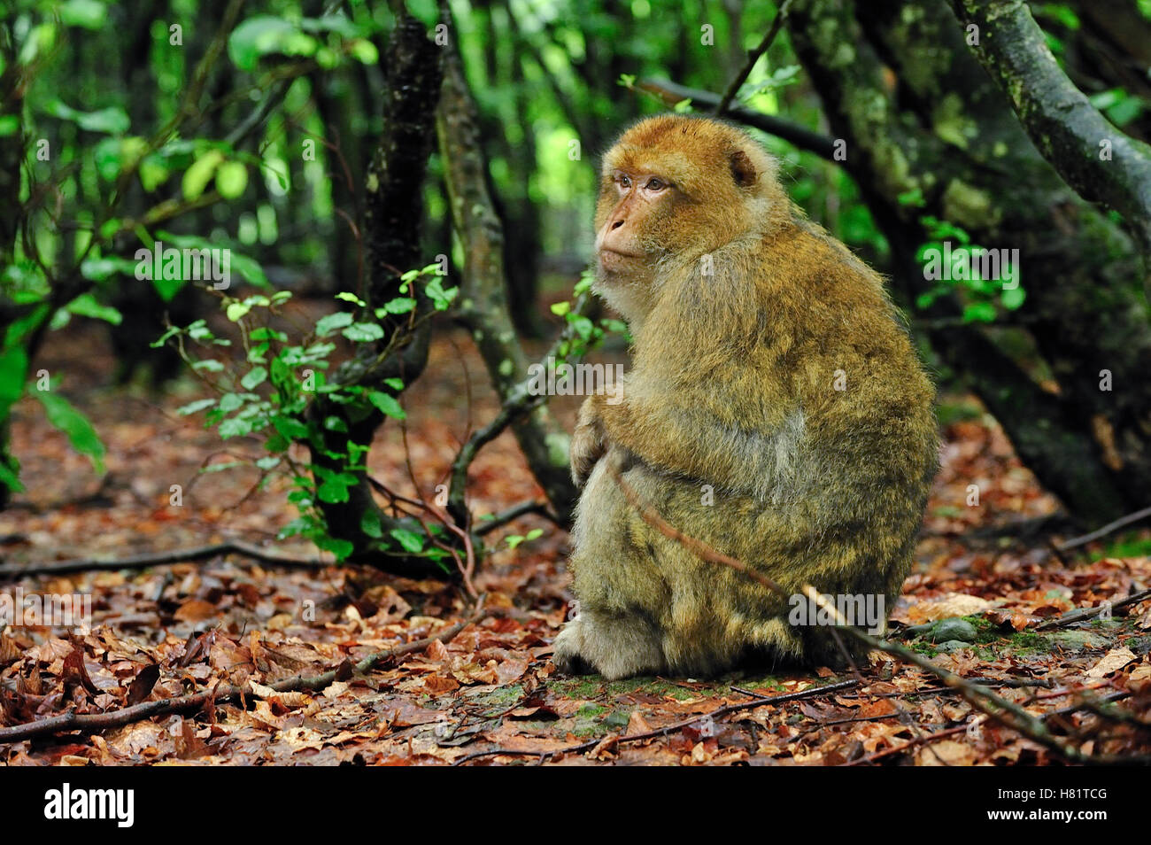 Barbary Macaque (Macaca sylvanus) female, native to northern Africa ...
