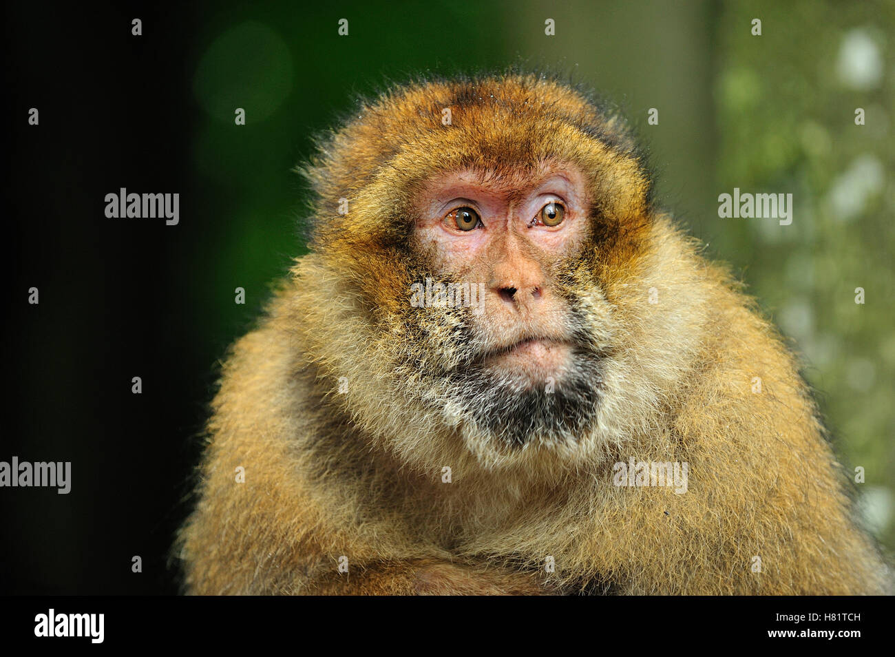 Barbary Macaque (Macaca sylvanus), native to northern Africa Stock ...