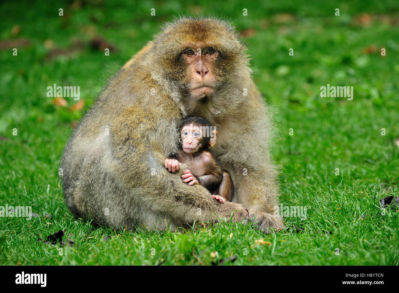Barbary Macaque (Macaca sylvanus) mother with young, native to northern ...