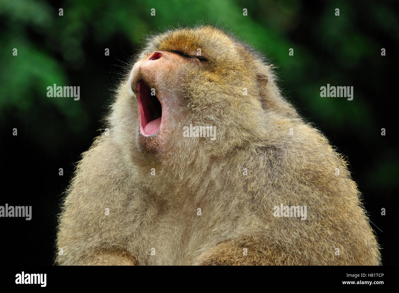Barbary Macaque (Macaca sylvanus) yawning, native to northern Africa ...