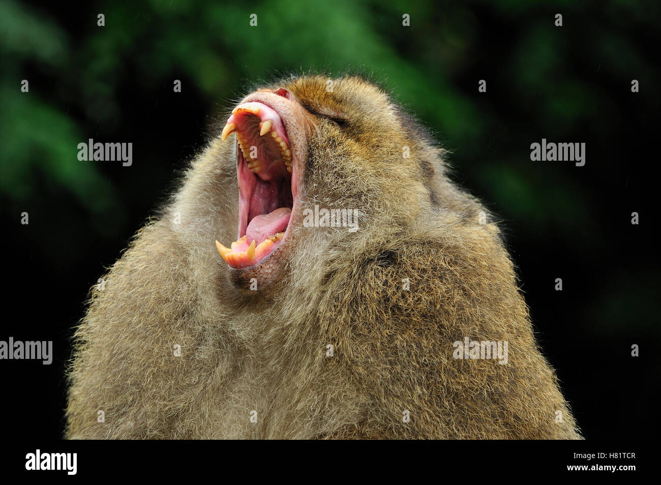 Barbary Macaque (Macaca sylvanus) yawning, native to northern Africa ...