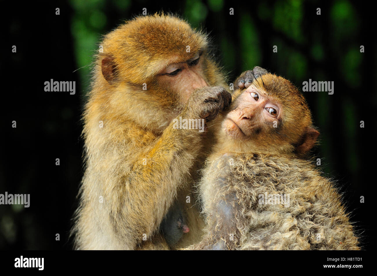 Barbary Macaque (Macaca sylvanus) pair grooming, native to northern ...