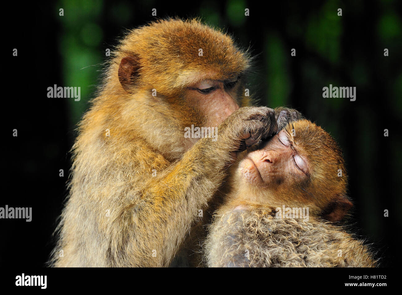Barbary Macaque (Macaca sylvanus) pair grooming, native to northern Africa Stock Photo - Alamy