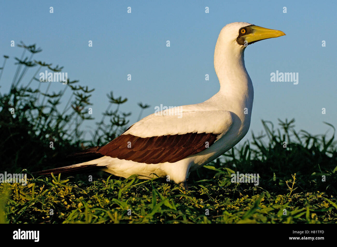 Masked Booby (Sula dactylatra), Aldabra, Seychelles Stock Photo - Alamy
