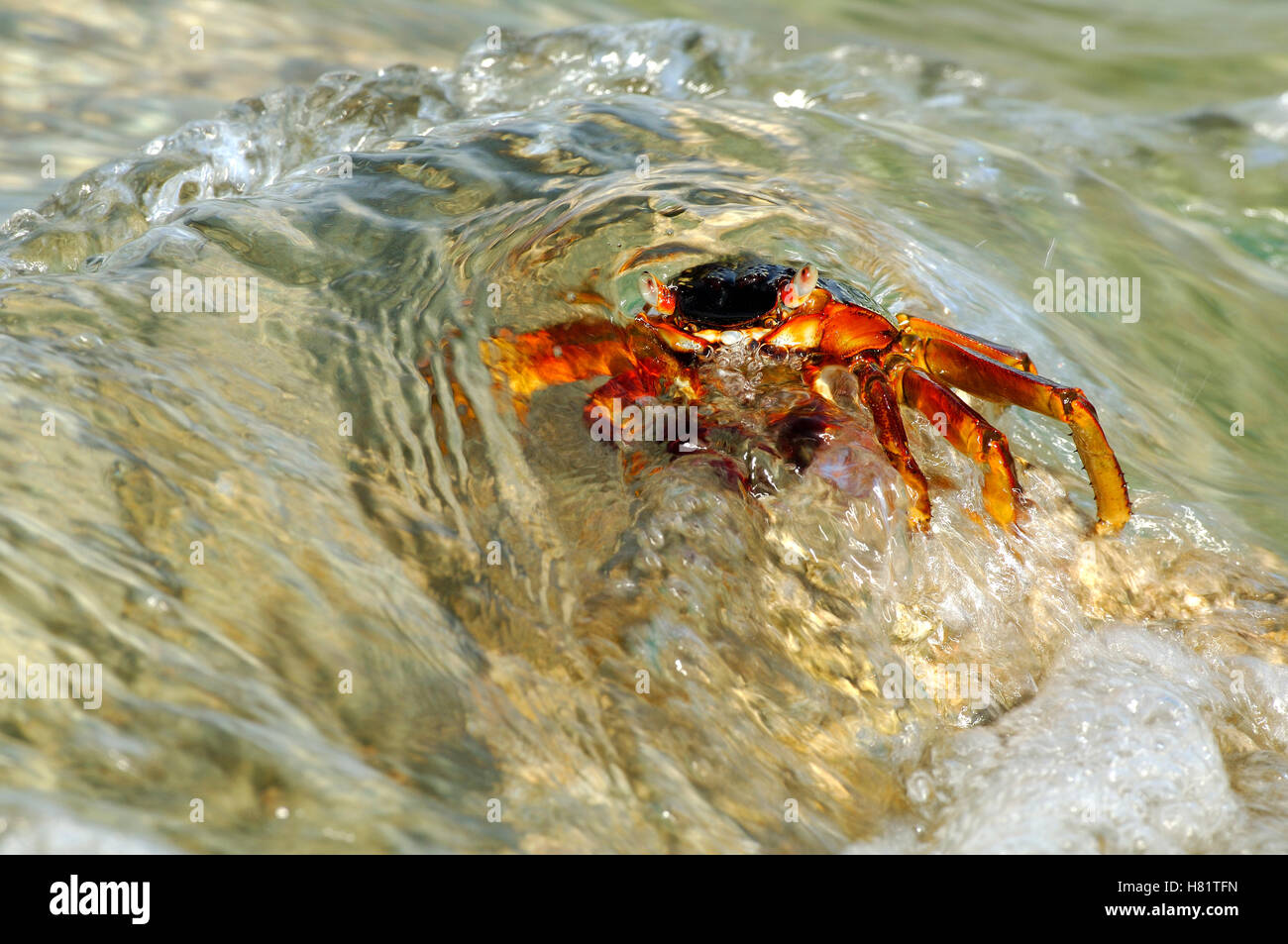 Rock Crab (Neosarmatium meinerti), Aldabra, Seychelles Stock Photo - Alamy