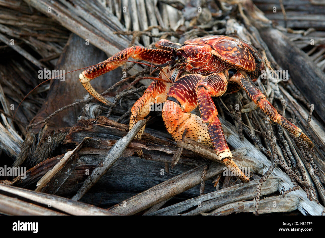 Coconut Crab (Birgus latro) on palm fronds, Aldabra, Seychelles Stock ...