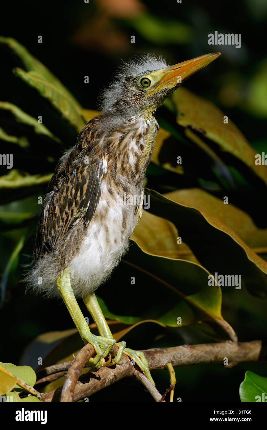 Striated Heron (Butorides striata) chick in tree, Aldabra, Seychelles ...