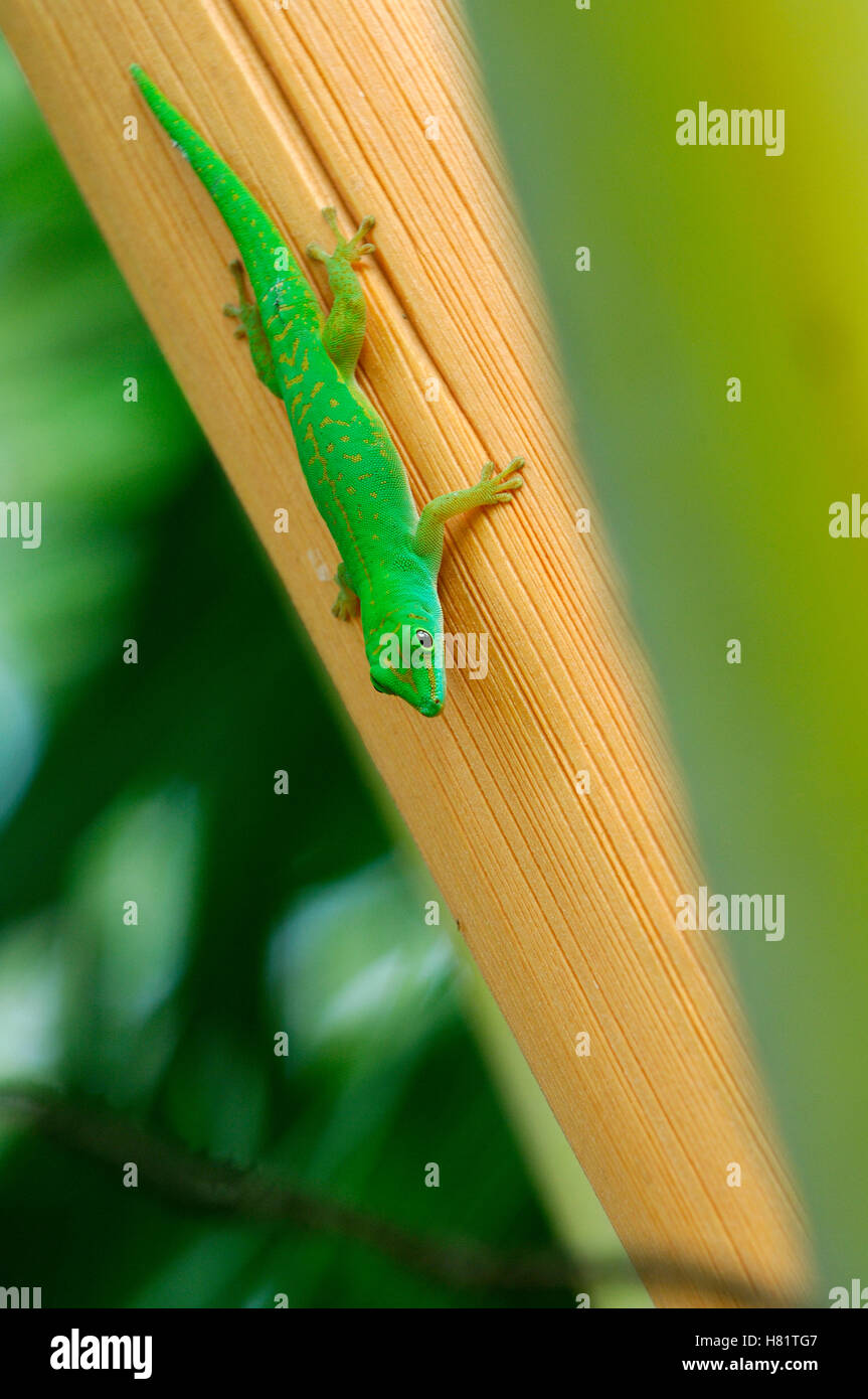 Seychelles Giant Day Gecko (Phelsuma sundbergi) upside down on tree ...
