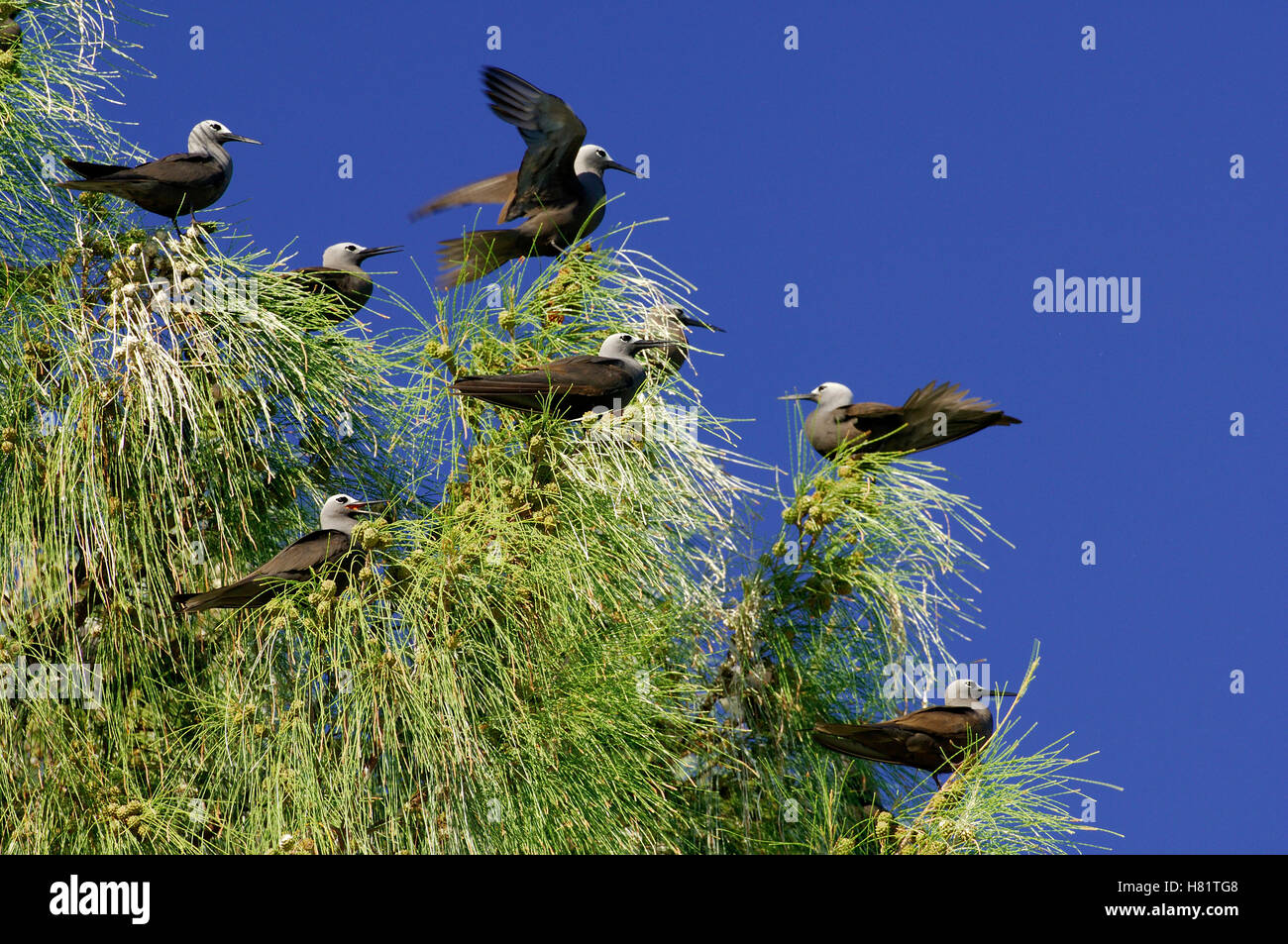 Brown Noddy (Anous stolidus) group in tree, Aldabra, Seychelles Stock ...