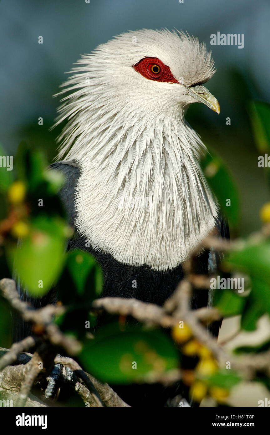Comoros Blue-Pigeon (Alectroenas sganzini), Aldabra, Seychelles Stock ...