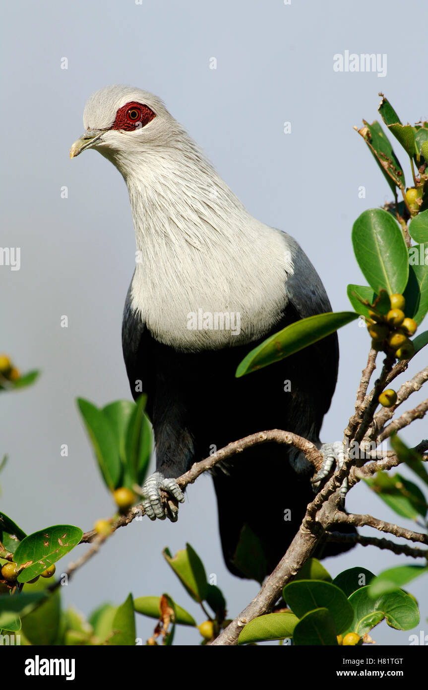 Comoros Blue-Pigeon (Alectroenas sganzini), Aldabra, Seychelles Stock ...