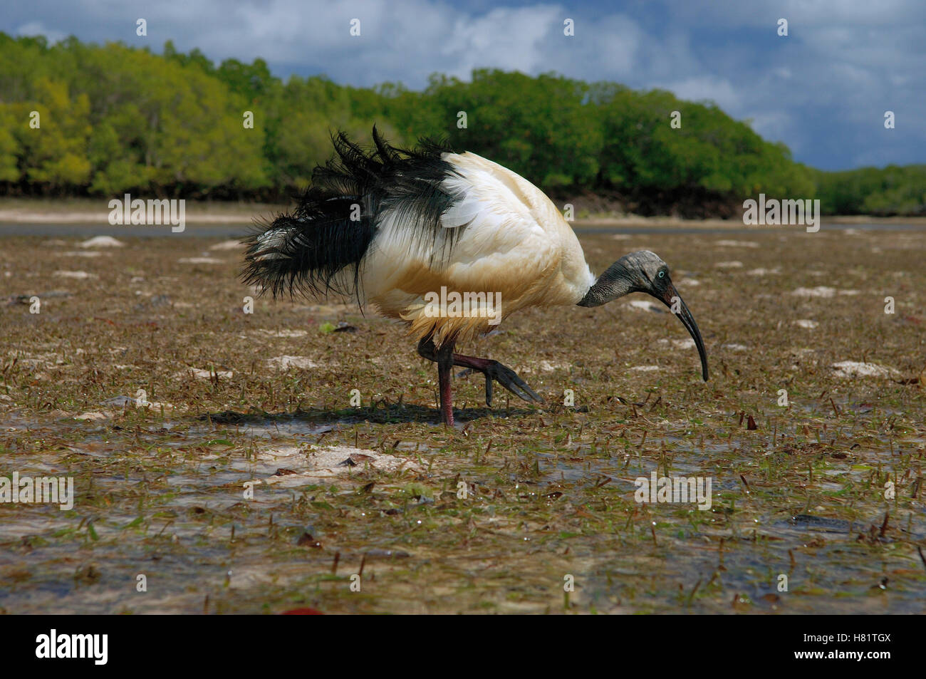 Malagasy Sacred Ibis (Threskiornis bernieri) foraging, Aldabra ...