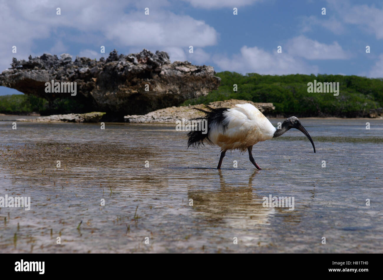 Malagasy Sacred Ibis (Threskiornis bernieri) foraging, Aldabra ...