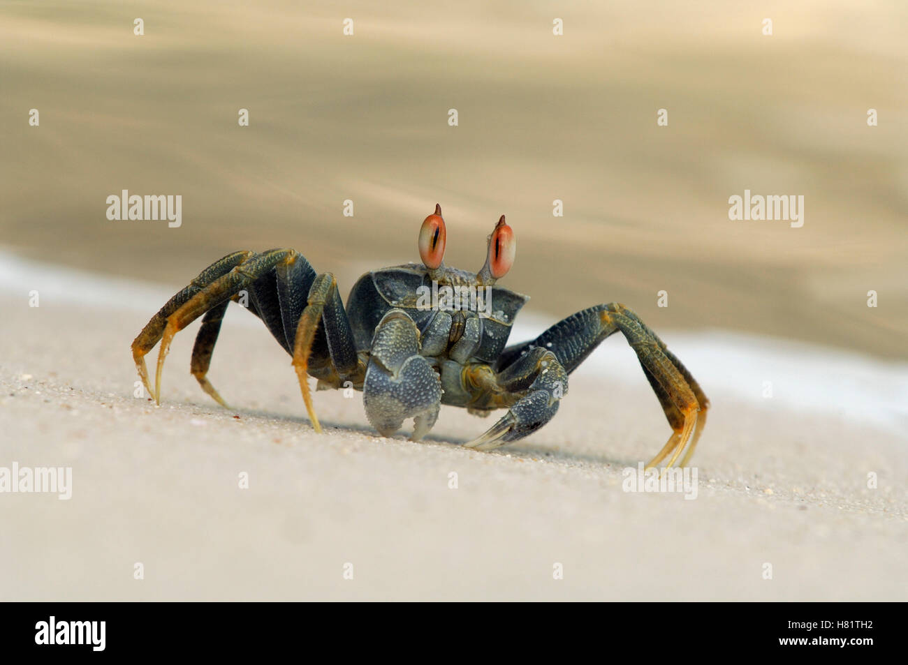 Ghost Crab (Ocypode ceratophthalma) on shore, Aldabra, Seychelles Stock ...
