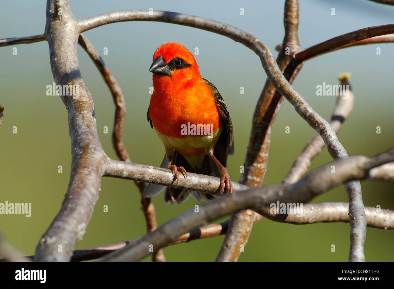 Aldabra Fody (Foudia aldabrana) male, Aldabra, Seychelles Stock Photo ...