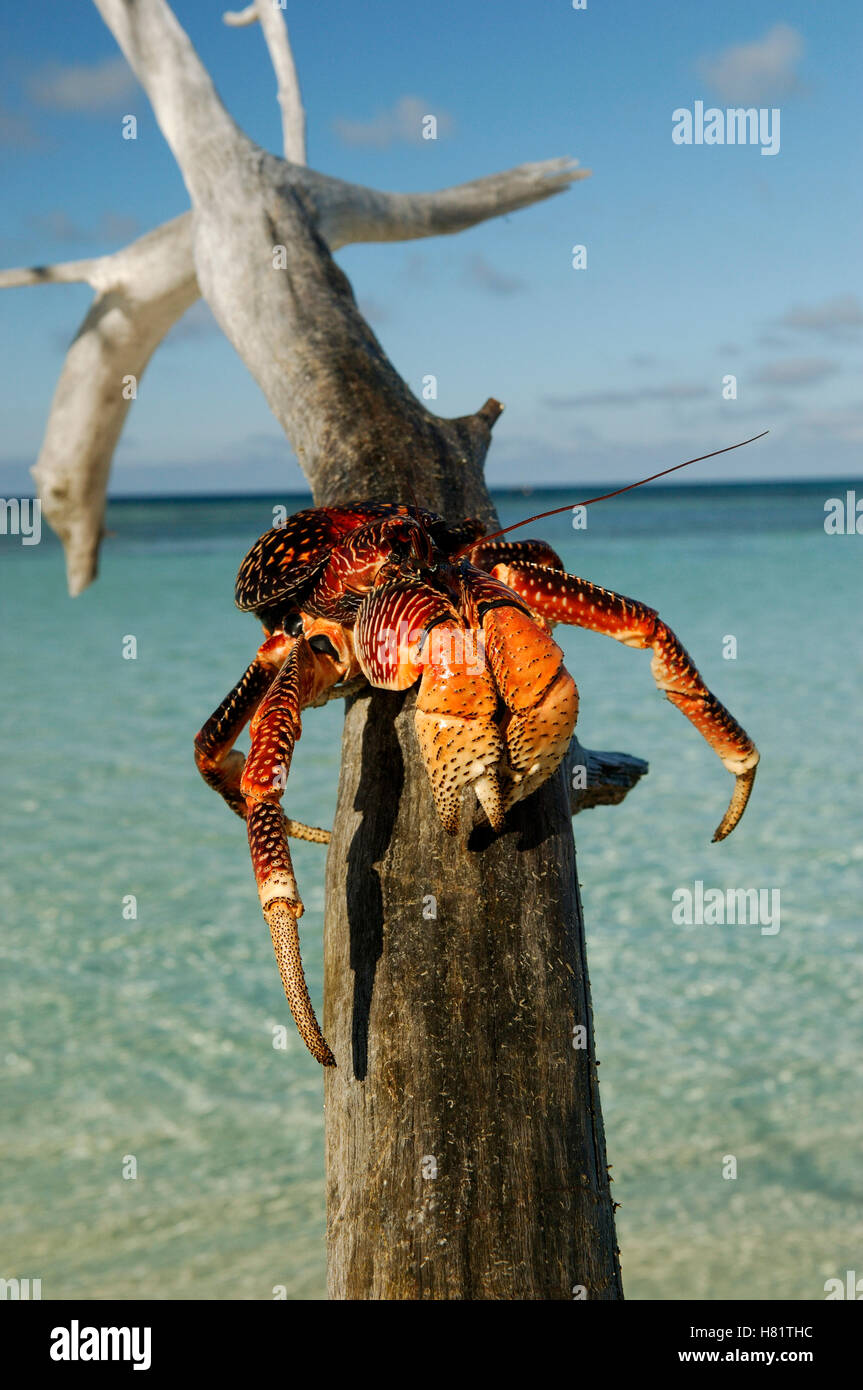 Coconut Crab (Birgus latro) on tree trunk, Aldabra, Seychelles Stock ...