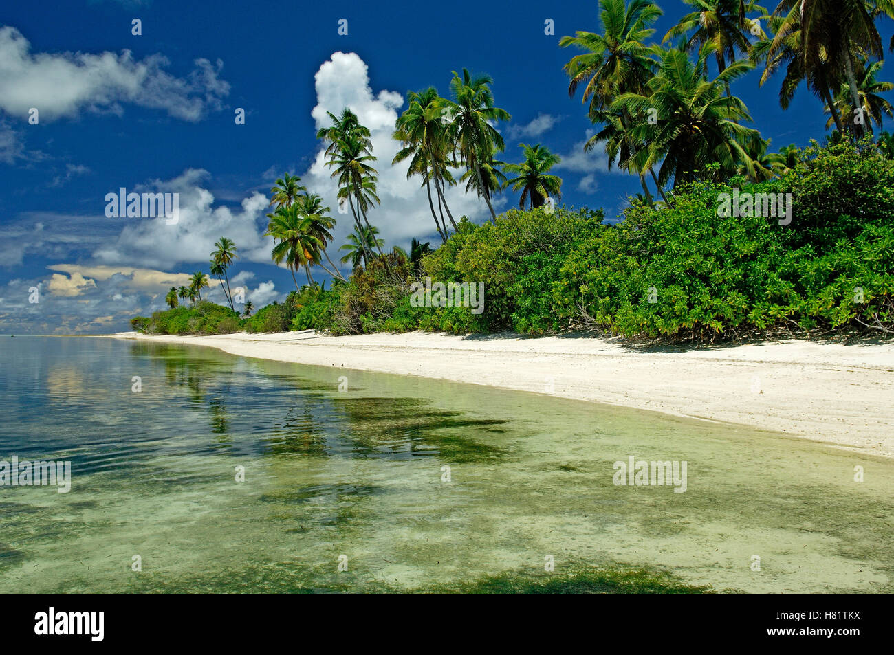 Palm lined beach, Alphonse Island, Seychelles Stock Photo - Alamy