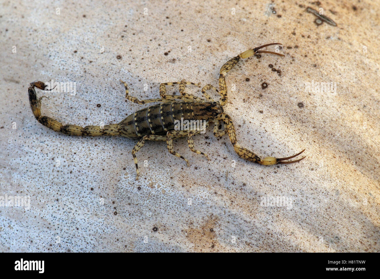 Lesser Brown Scorpion (Isometrus maculatus), Aldabra, Seychelles Stock ...