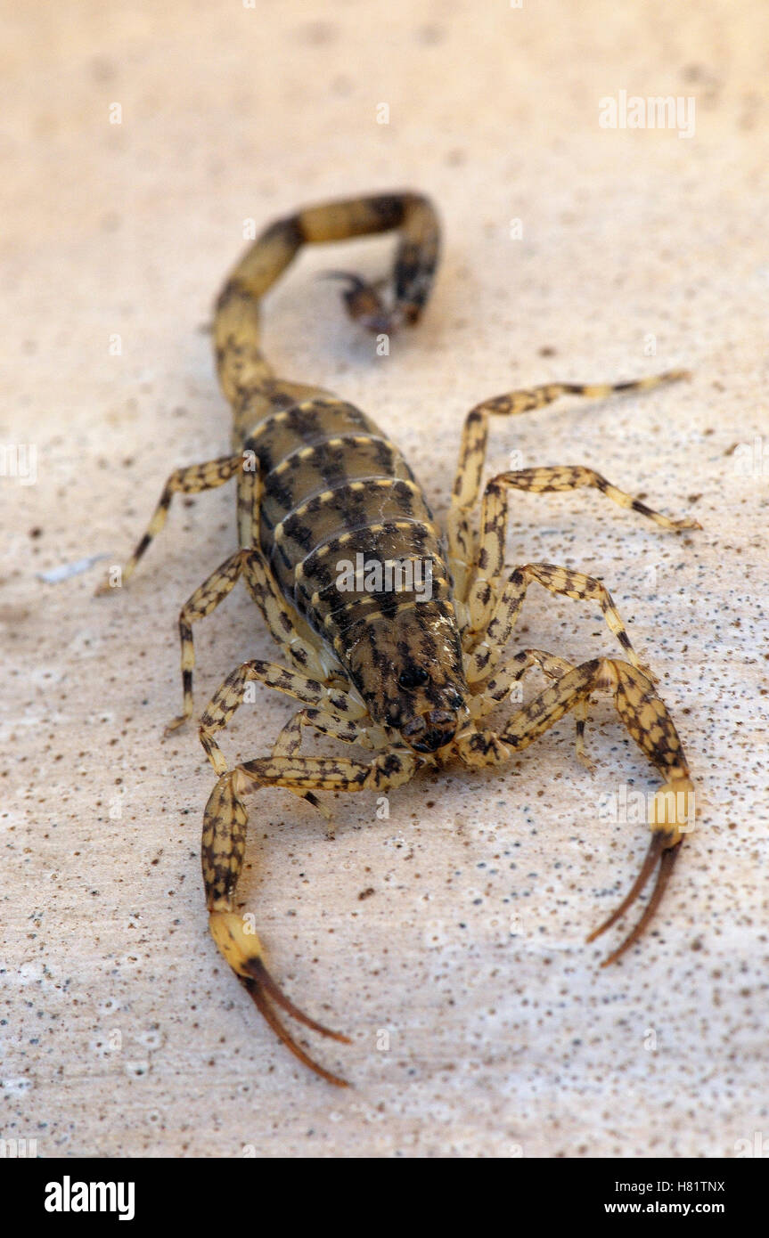 Lesser Brown Scorpion (Isometrus maculatus), Aldabra, Seychelles Stock ...