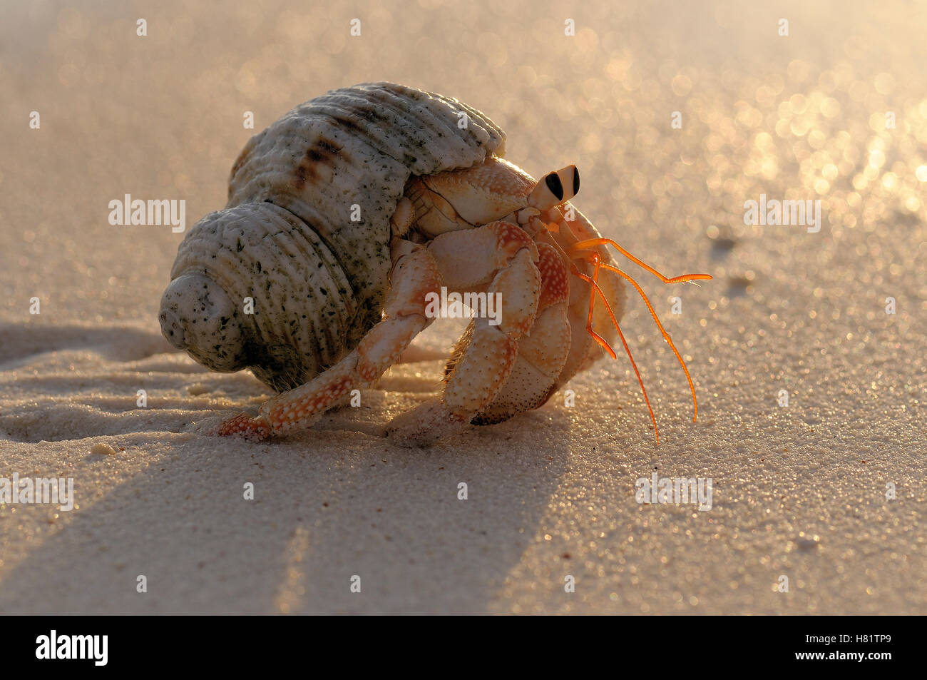 Hermit Crab (Paguroidea) on beach, Aldabra, Seychelles Stock Photo - Alamy