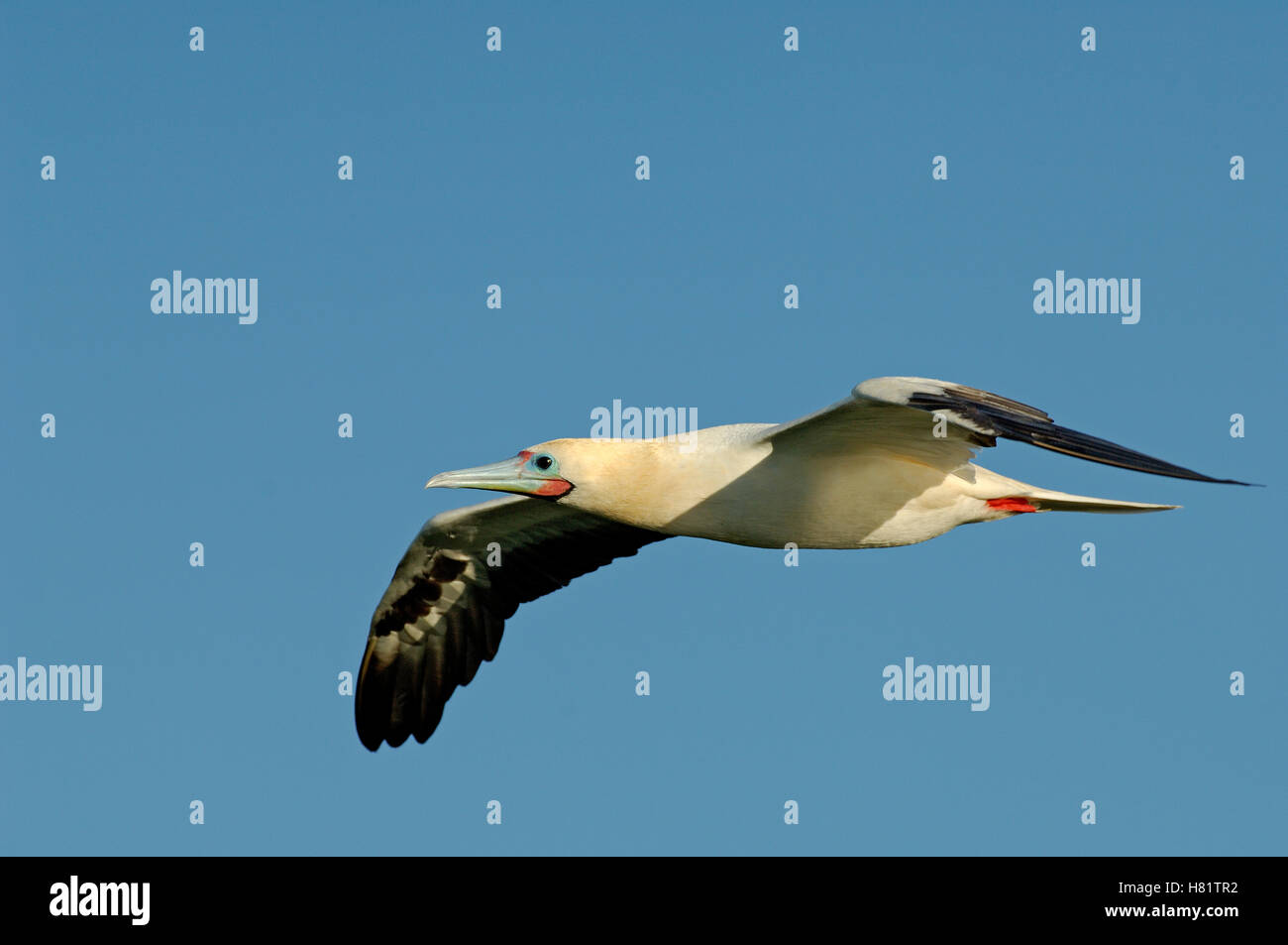 Red-footed Booby (Sula sula) flying, Aldabra, Seychelles Stock Photo ...