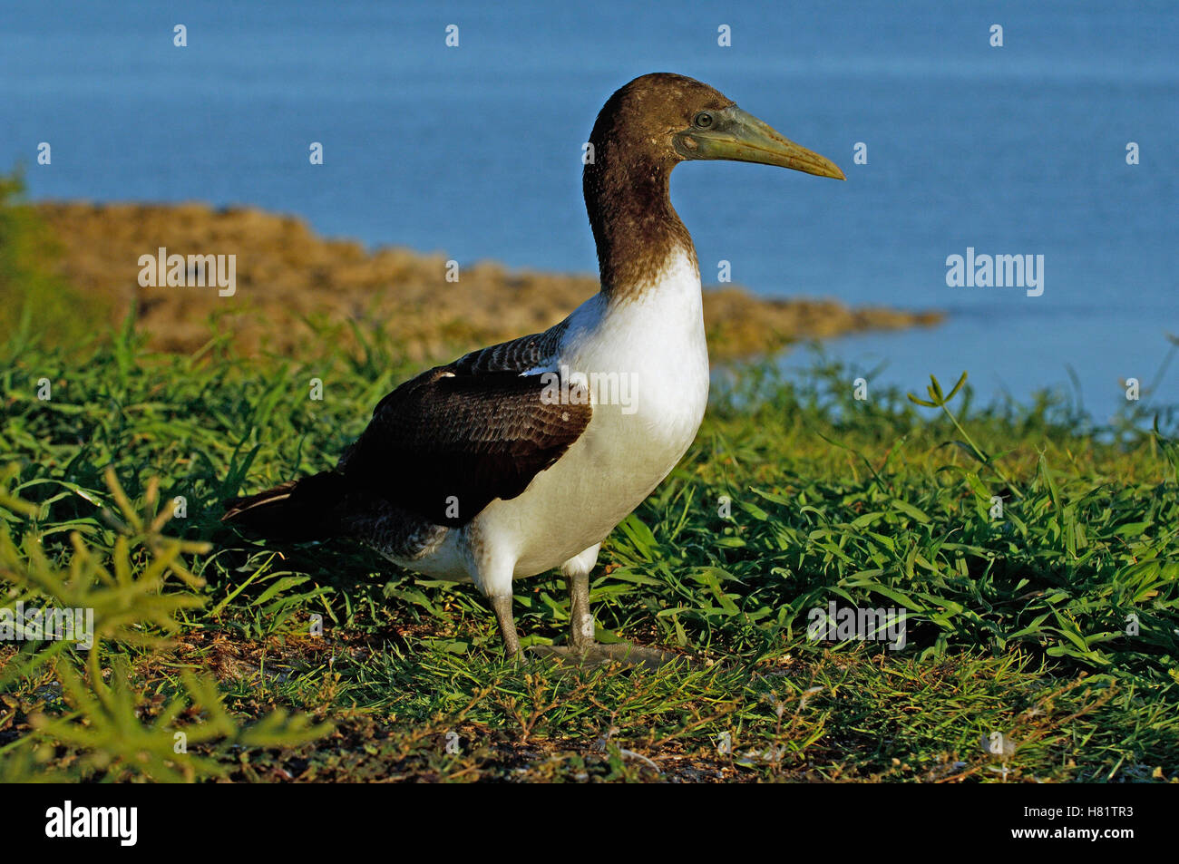 Brown Booby (Sula leucogaster), Aldabra, Seychelles Stock Photo - Alamy