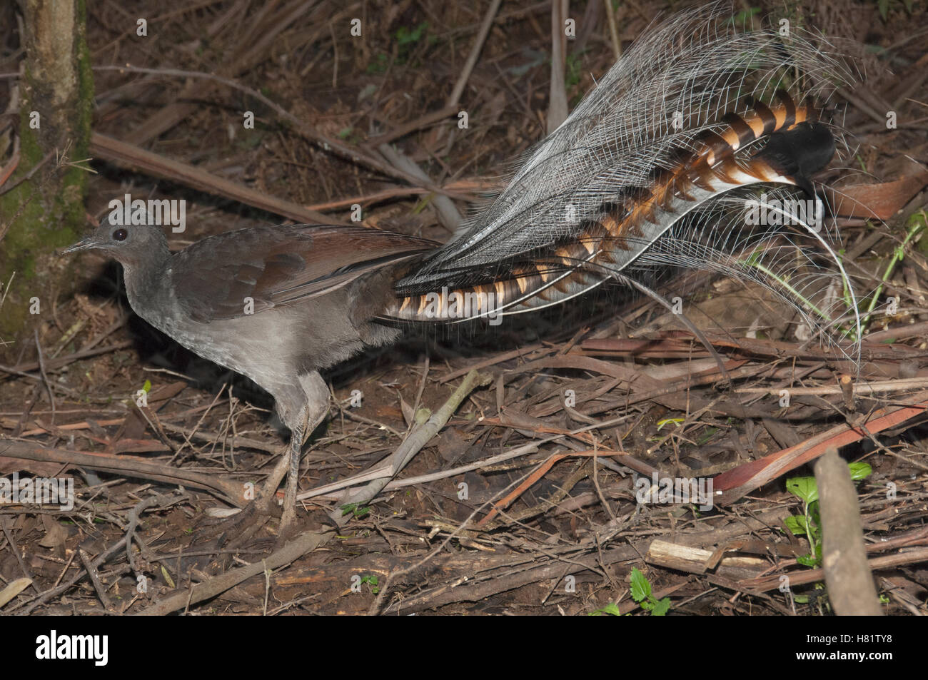 Lyrebird male hi-res stock photography and images - Alamy