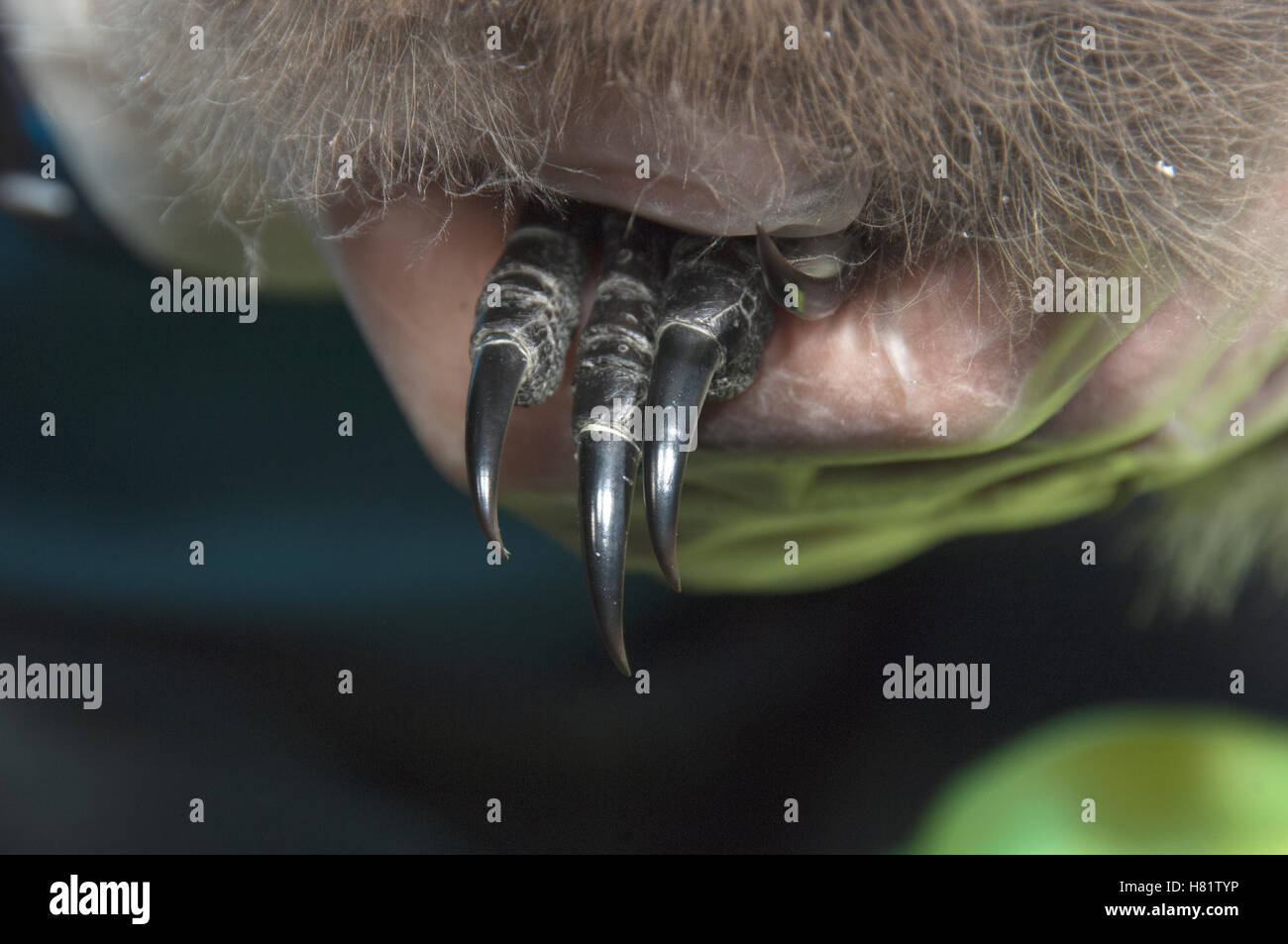 Superb Lyrebird (Menura novaehollandiae) claws of young chick ...