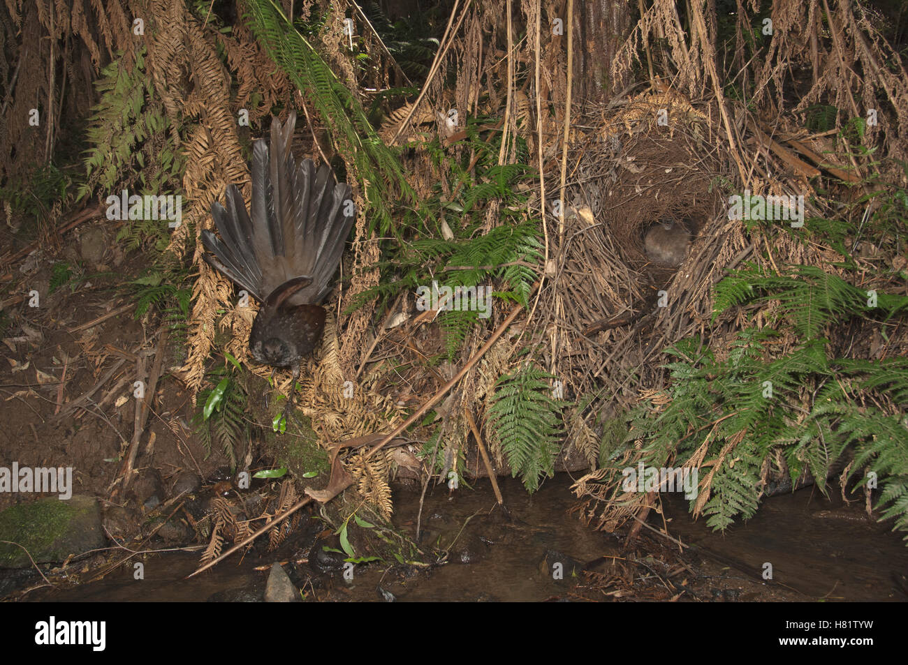 Superb Lyrebird (Menura novaehollandiae) female defending her nest from ...