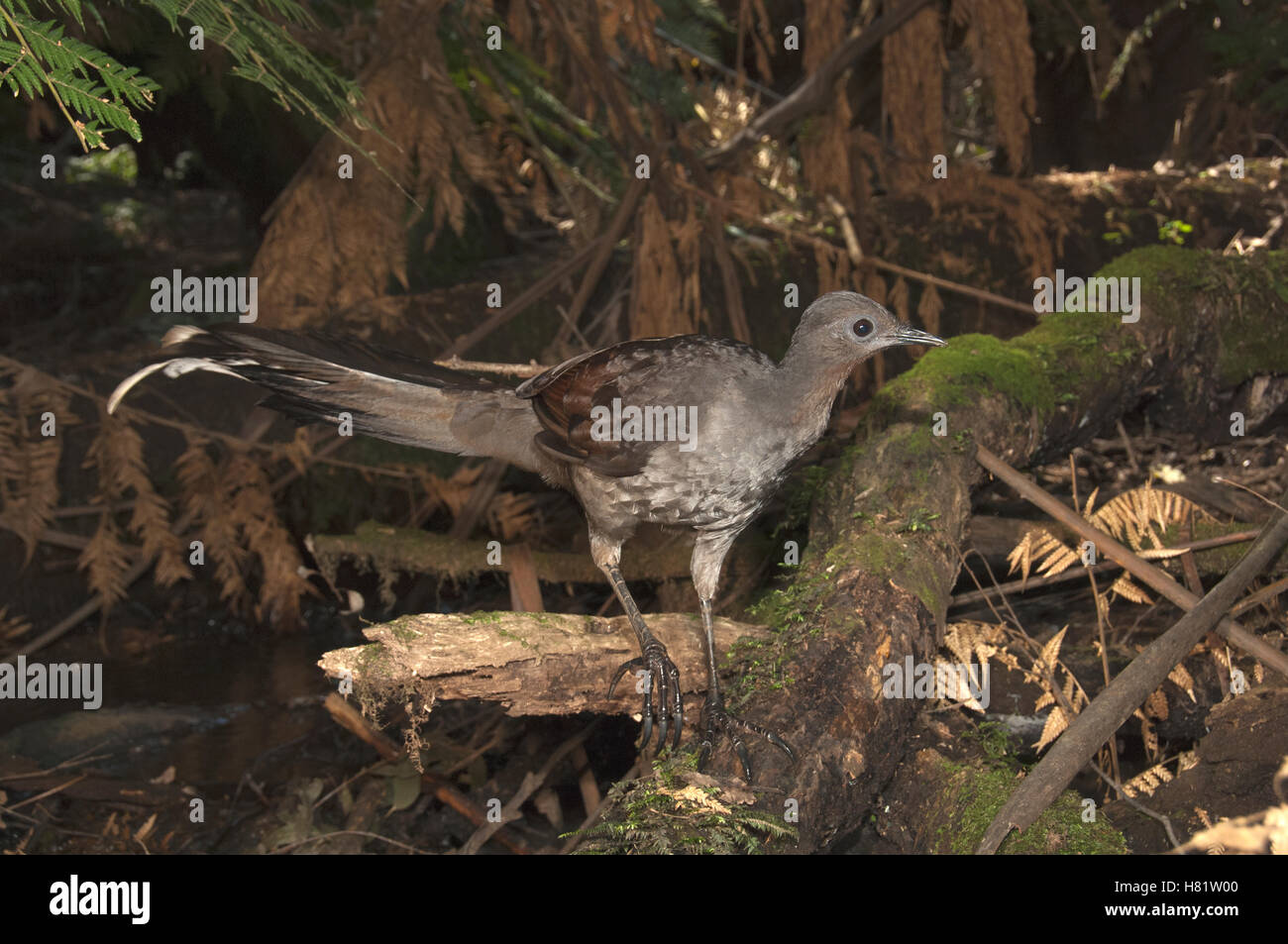 Superb Lyrebird (Menura novaehollandiae) female in the vicinity of the ...