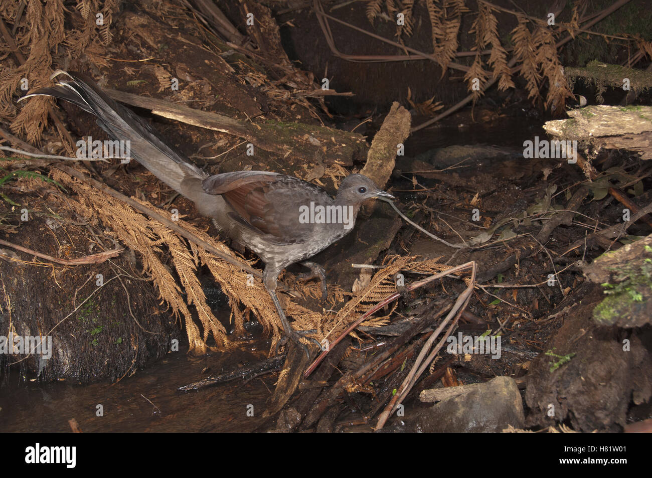 Superb Lyrebird (Menura novaehollandiae) female in the vicinity of the ...