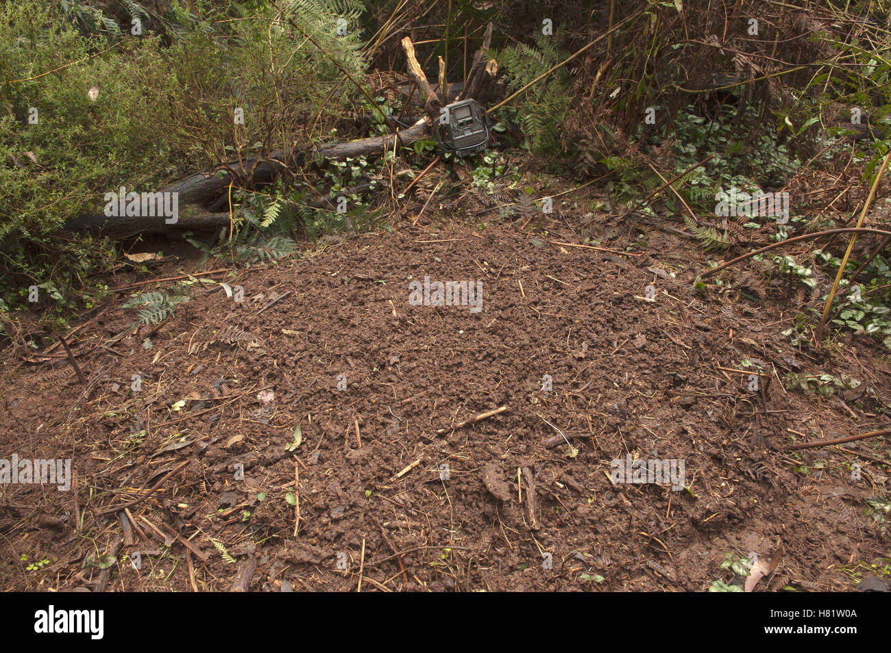 Superb Lyrebird (Menura novaehollandiae) display mound for male to ...