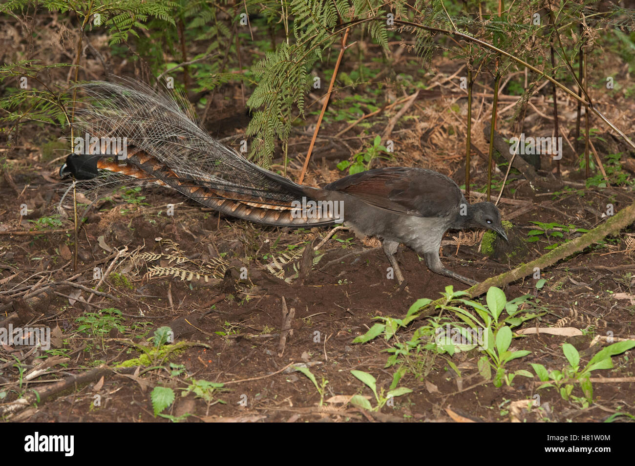 Superb Lyrebird (Menura novaehollandiae) male turning over leaf litter ...