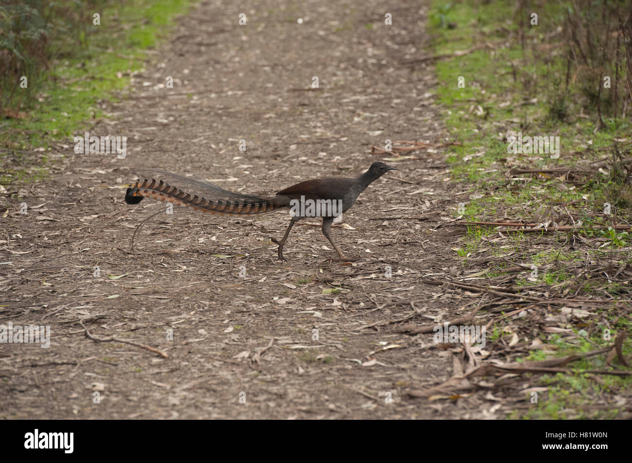 Superb Lyrebird (Menura novaehollandiae) male crossing bush track ...