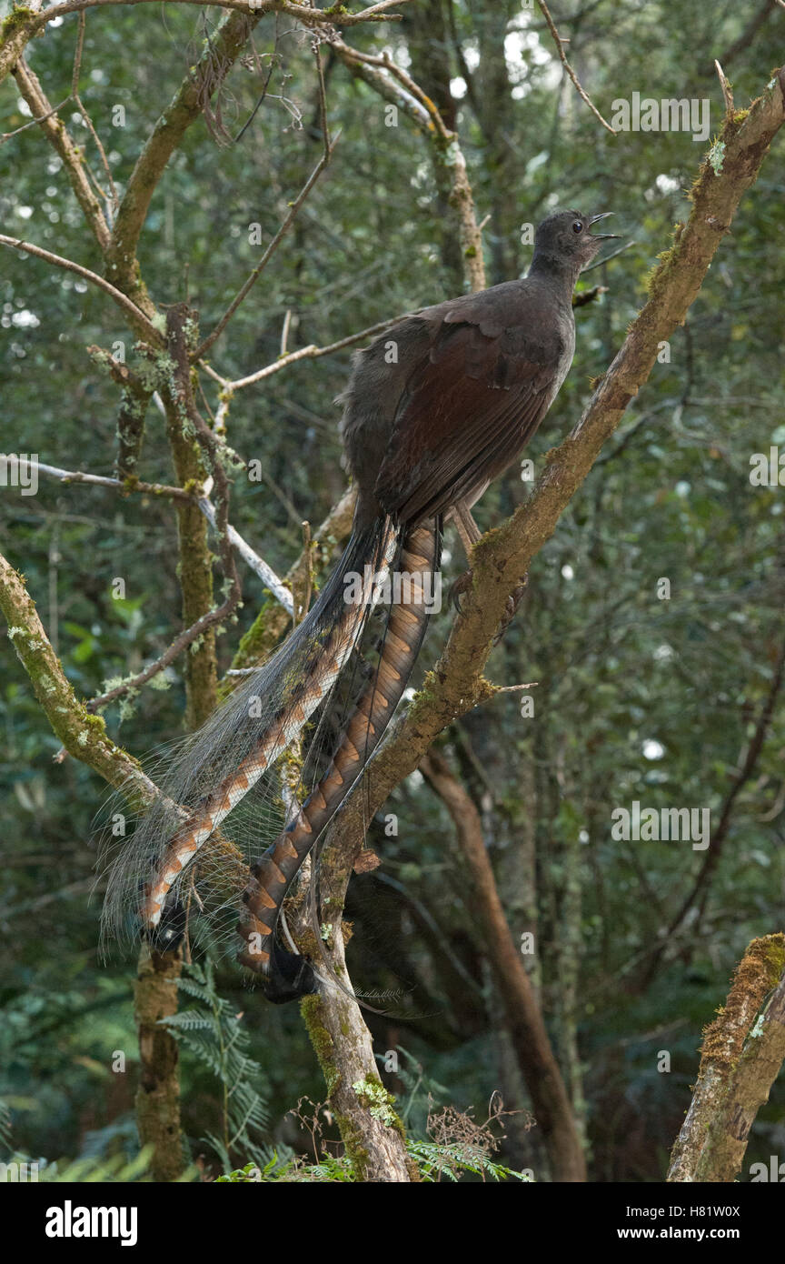 Superb Lyrebird (Menura novaehollandiae) male singing from perch, Sherbrooke Forest Park ...