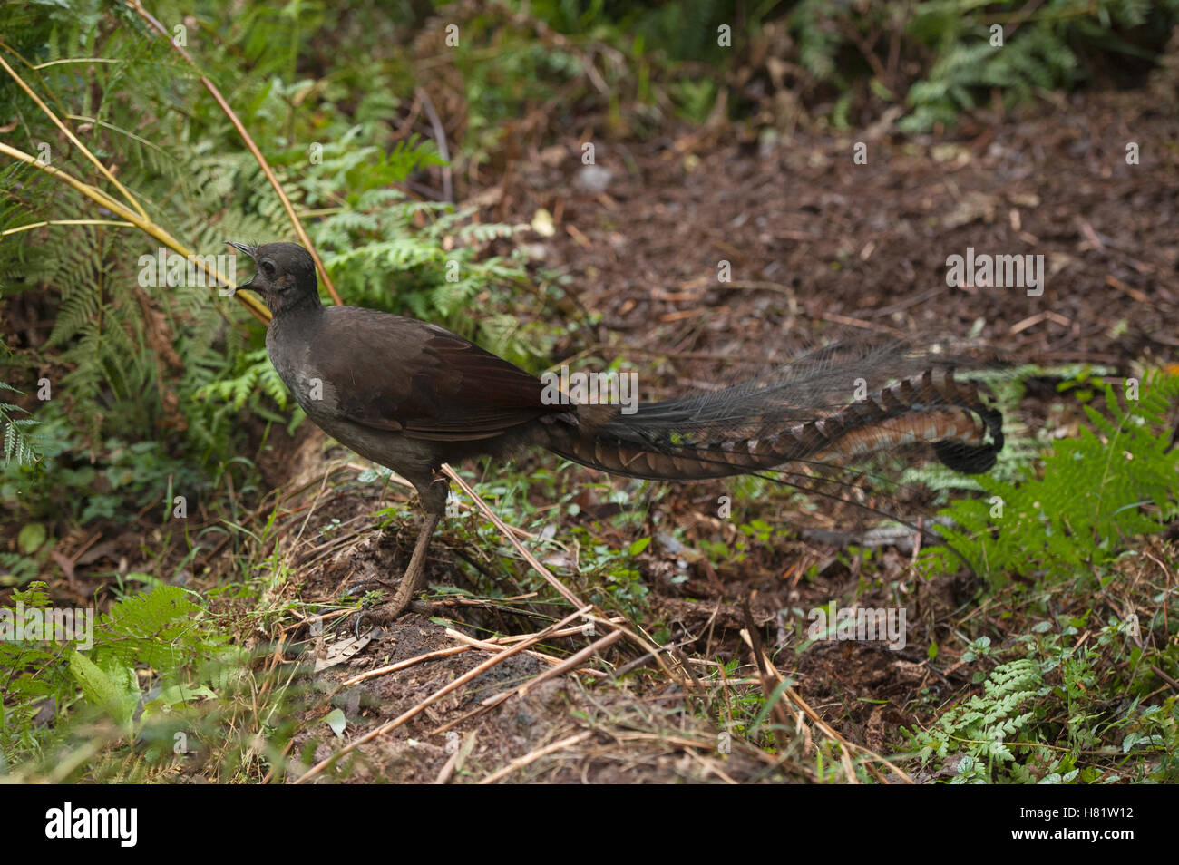 Superb Lyrebird (Menura novaehollandiae) male singing from display ...